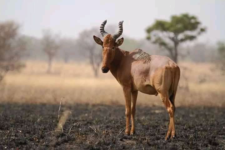 Du parc de Djamdè à celui de Sarakawa : spectacles saisissants et ...